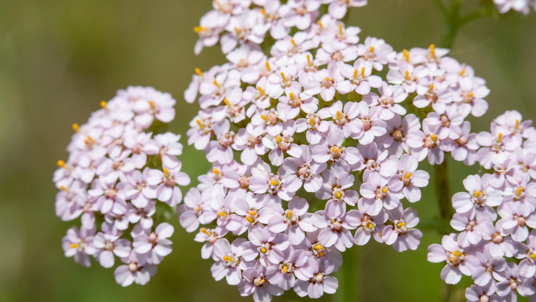 15 hardy perennials for color and harvest