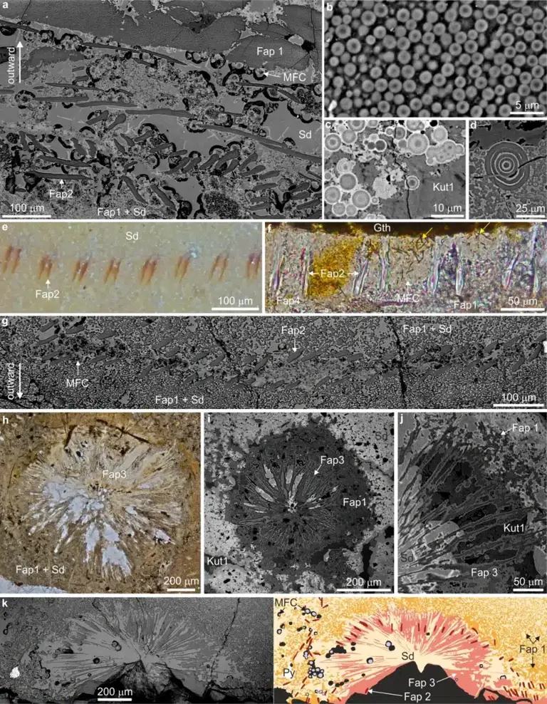 Scientists discover 125-million-year-old pregnant fossil packed with ...
