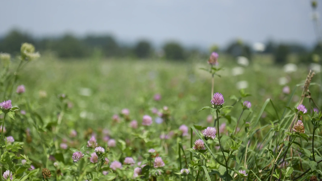 15 plants that naturally improve soil health