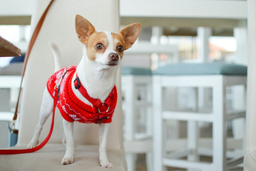 The smallest dog breeds in the world that pack big personalities into ...