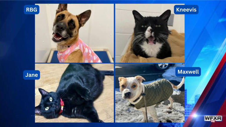 Furry friends: Meet RBG, Maxwell, Jane, and Kneevis!