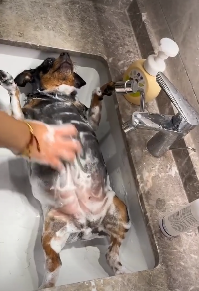 25 dogs enjoying bath time filled with bubbles and back rubs