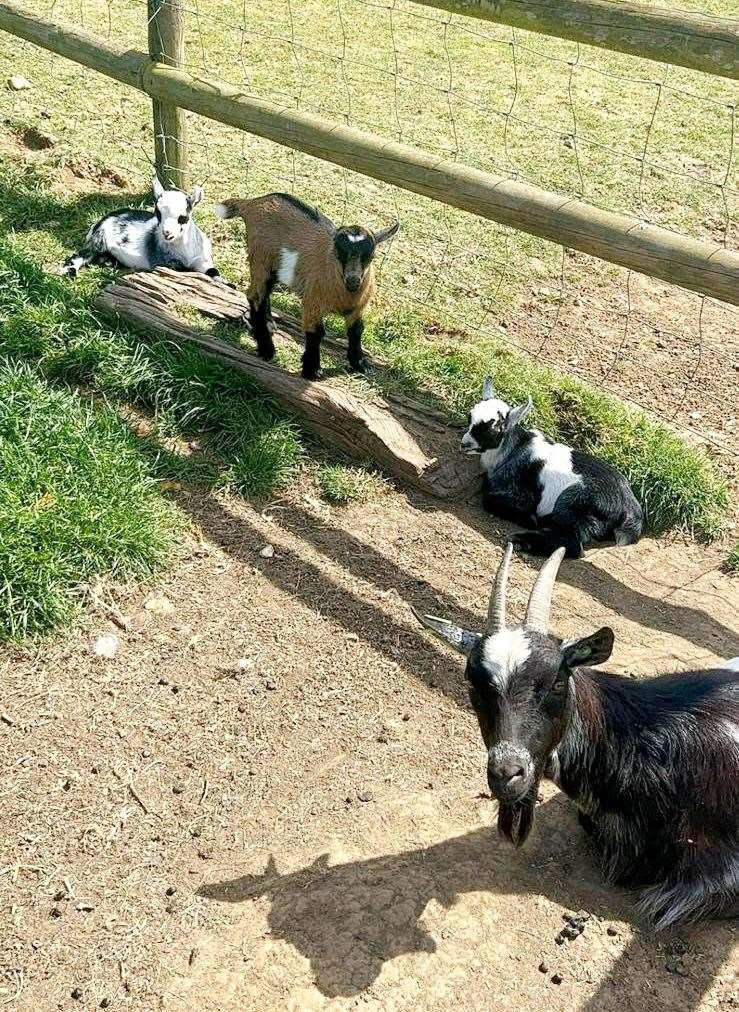 7 baby goats stolen from Christmas tree farm in Downe after thieves rip ...