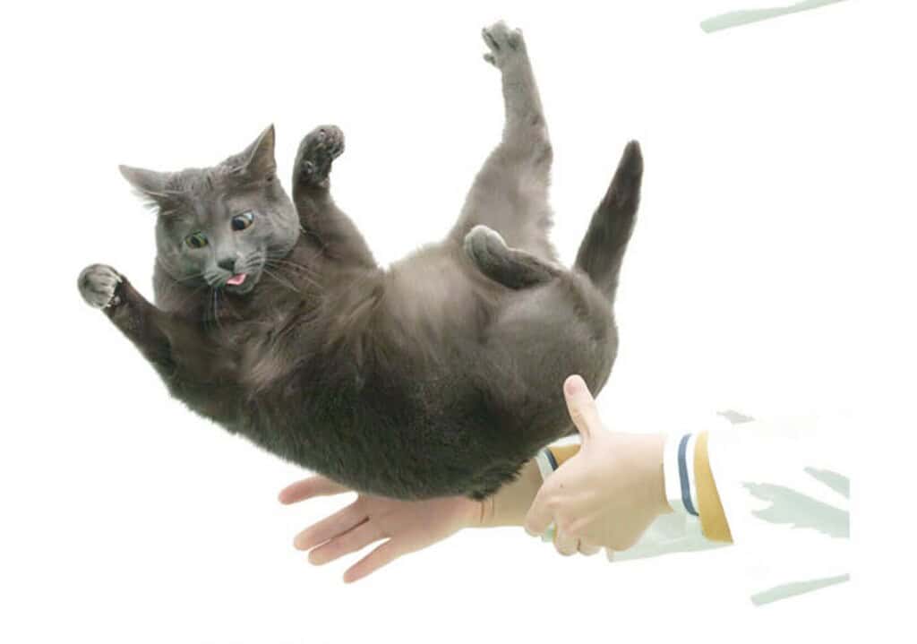 Scientists finally figure out why cats are so good at landing on their feet
