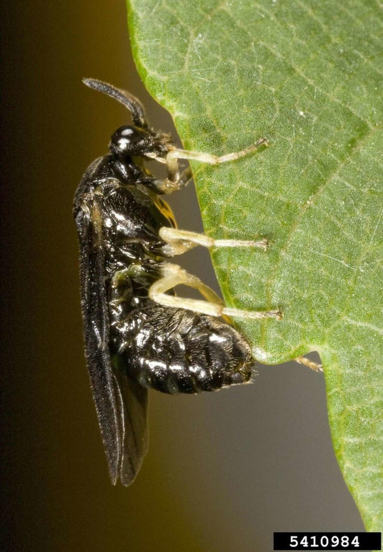 Michigan confirms first elm zigzag sawfly detection in St. Clair County