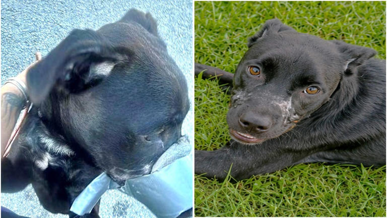 Facebook photo of duct-taped dog leads to animal cruelty arrest, rescue ...
