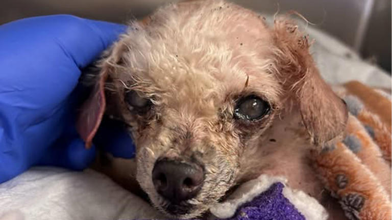'Worst I've ever seen': Lancaster County officials investigate after ...
