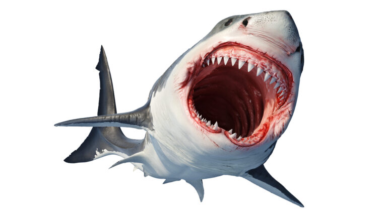 Jaws in concert gets the shark-costumed bassist it deserves