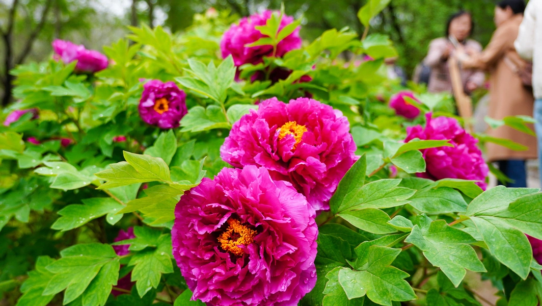 10 hardy perennials for long-lasting, low-maintenance gardens