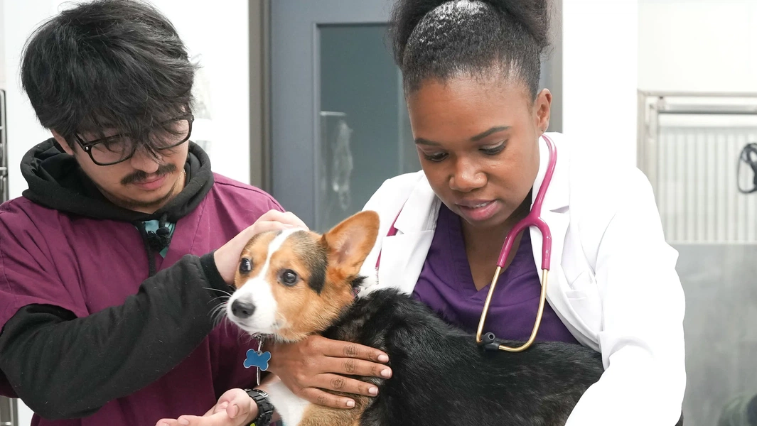 Helping shy dogs shine at home
