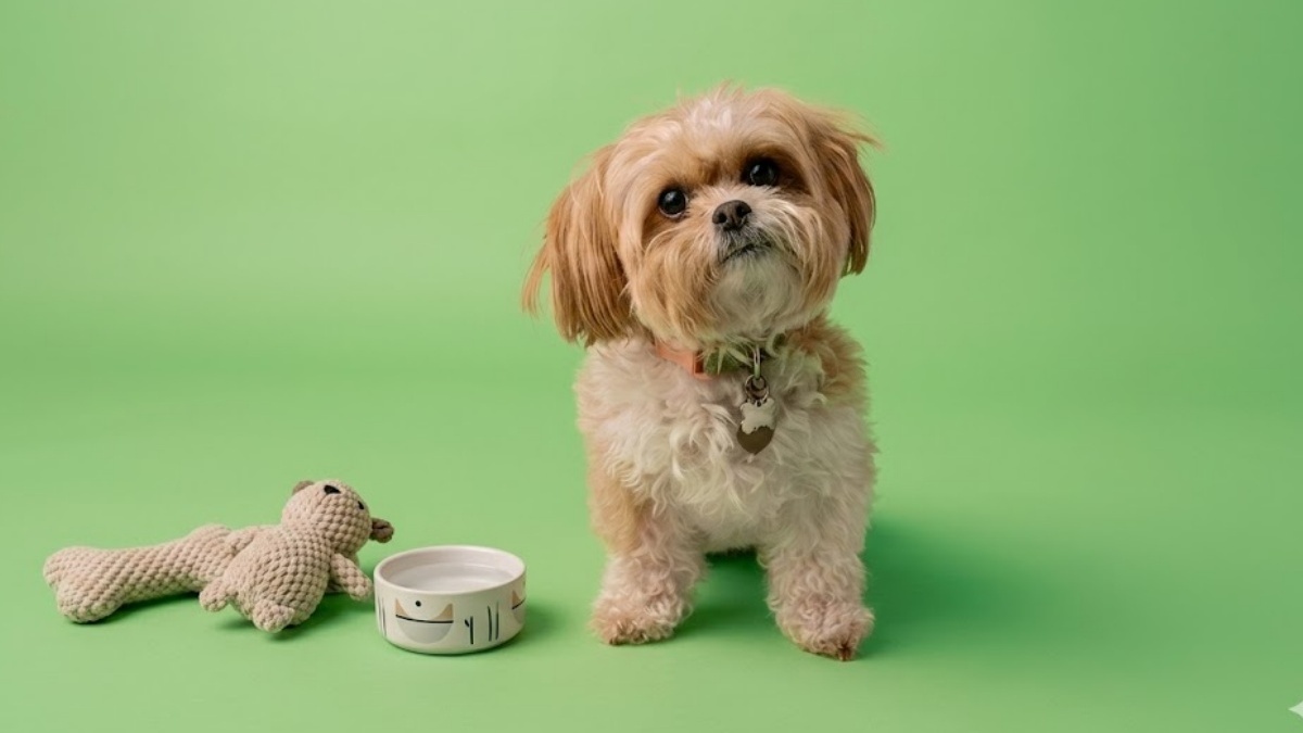 10 of the most irresistibly adorable dog breeds on Earth