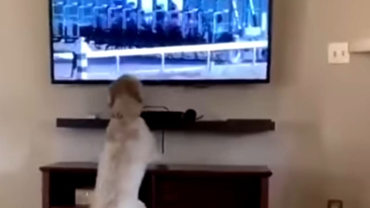 Adorable dog can't contain excitement during horse race!