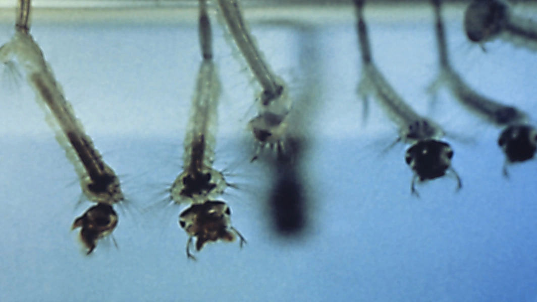 Household methods to stop mosquito larvae