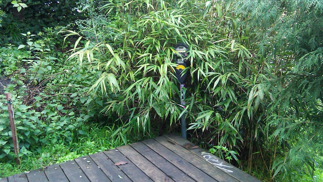 5 plants that can damage homes and landscapes