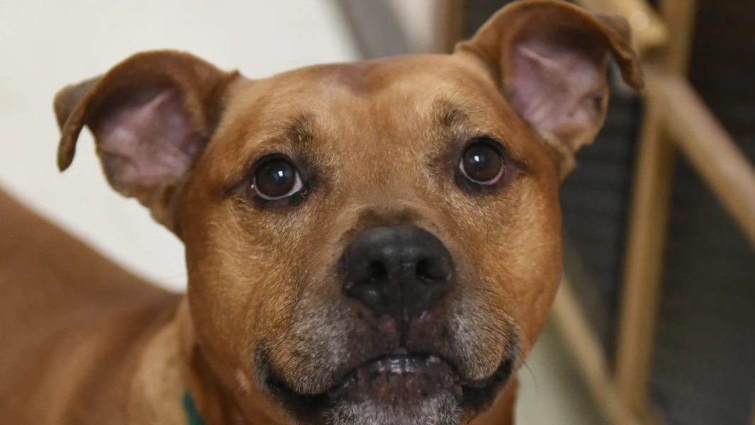 Bully breed rescue and housing discrimination
