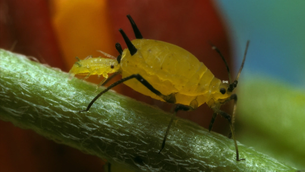 Safe, natural aphid control for milkweed