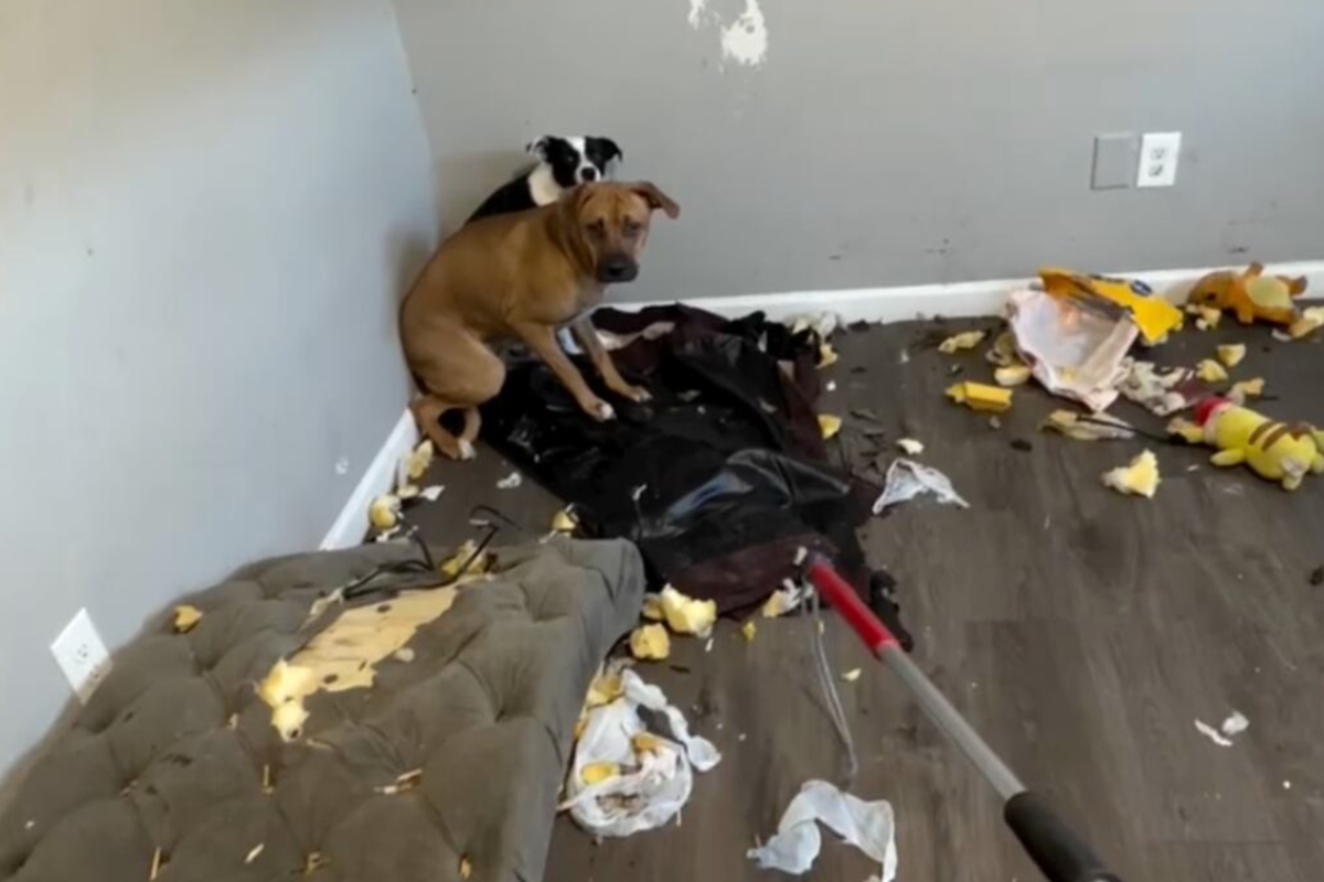ICE left dogs without food and water after arresting owners: report