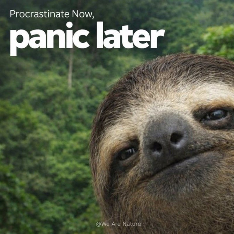 32 slow animal memes to chill in peace for a little while