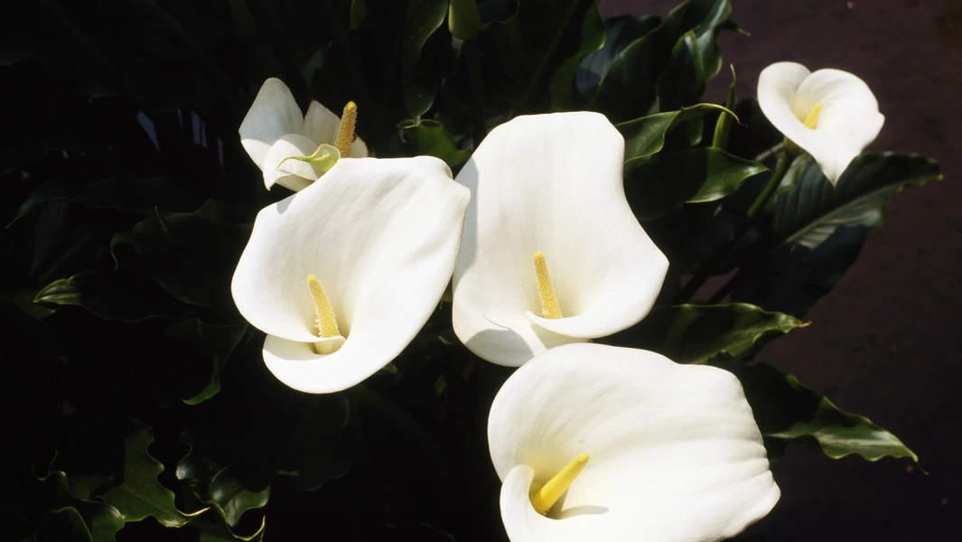 Calla lily care made simple for stunning blooms