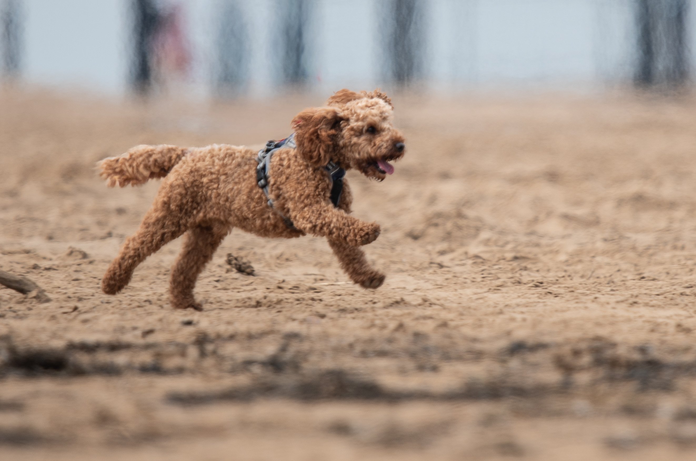 Heatwave warning for pet owners as cats and dogs struggle in rising ...