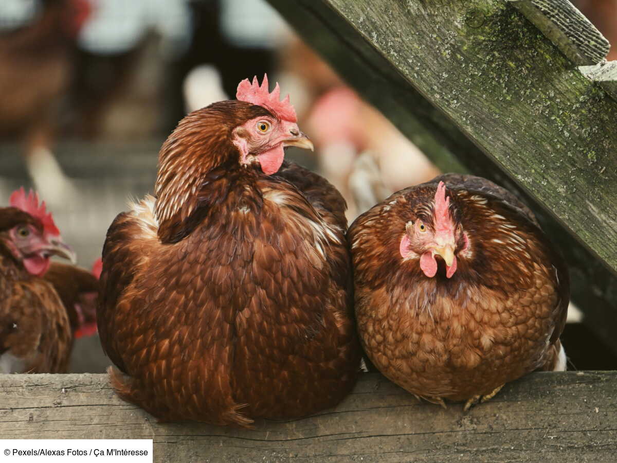 Les poules ont-elles des dents