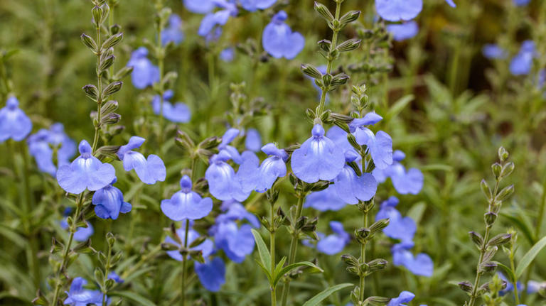 Not hydrangeas: The blue, summer-blooming flower hummingbirds can't resist