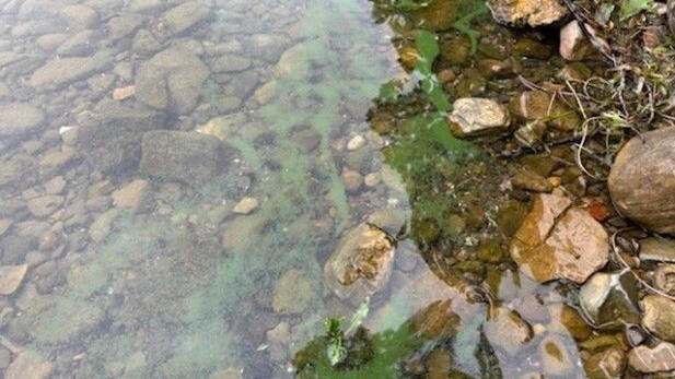 Health officials warn of harmful algal blooms on Conesus Lake