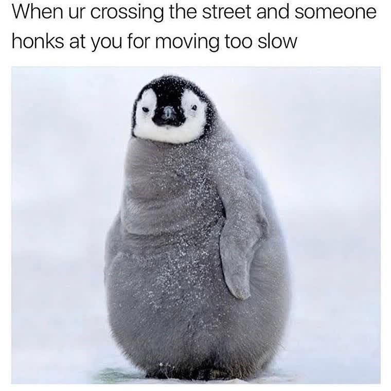 32 slow animal memes to chill in peace for a little while