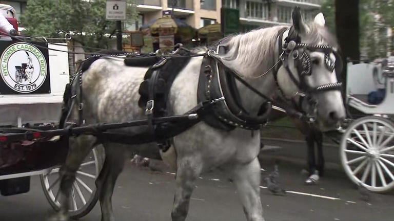 Horse carriage rides resume in Central Park week after tourist died in ...