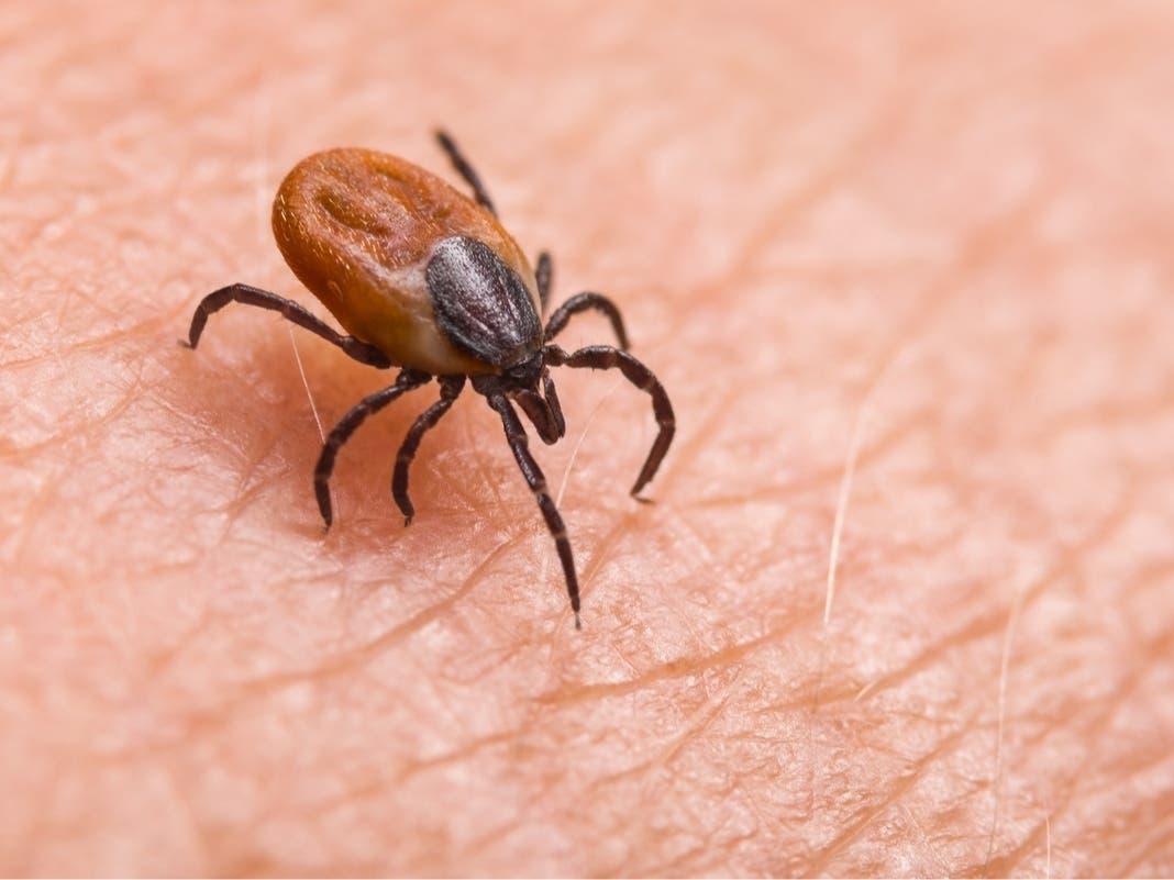 Princeton urges tick bite precautions as alpha-gal cases continue in ...