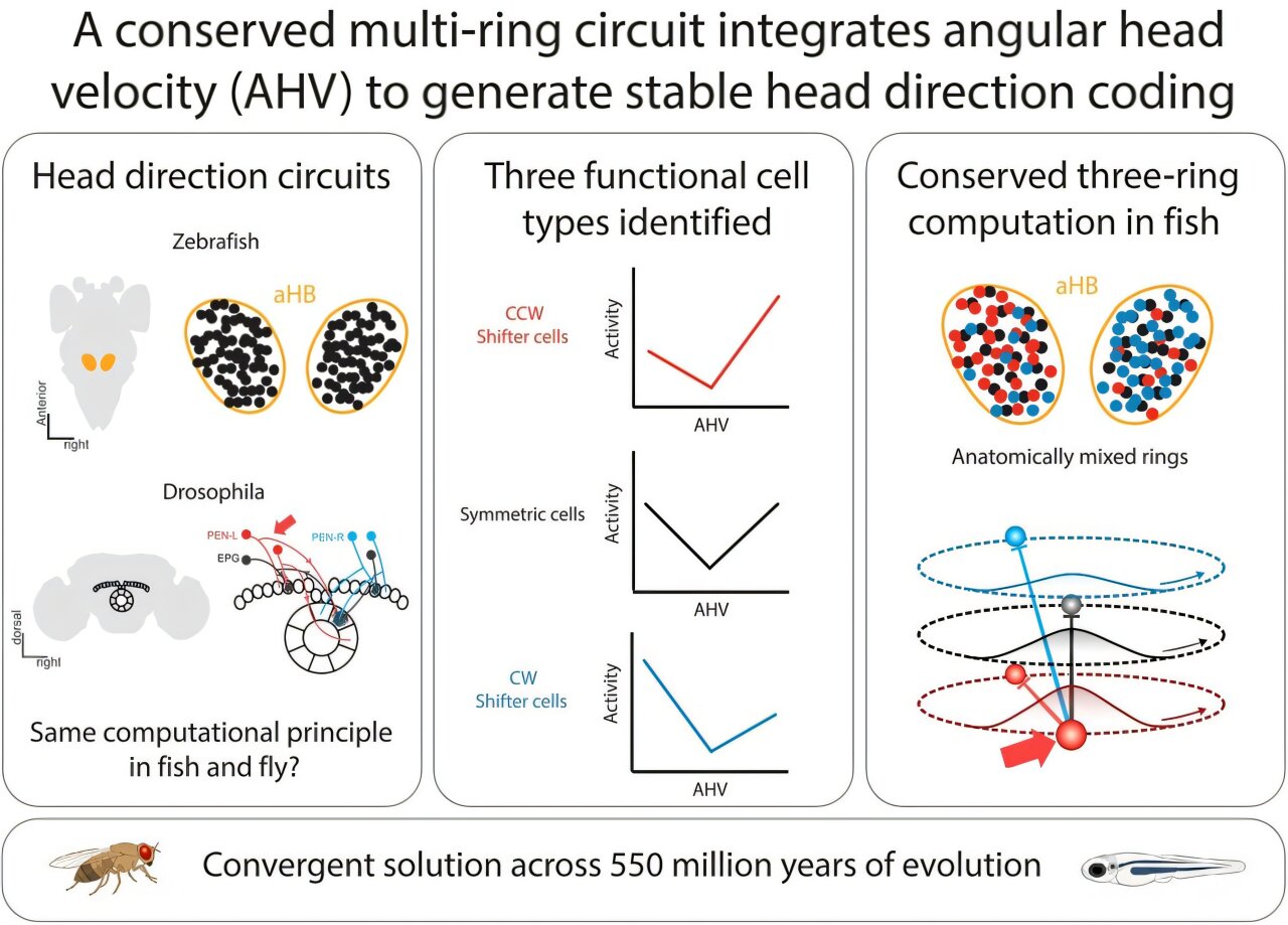 Zebrafish and fruit flies share the same internal compass mechanism in ...