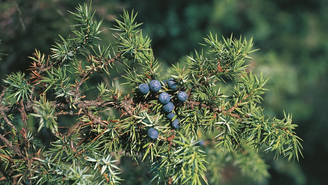 Juniper shrubs that transform any garden style