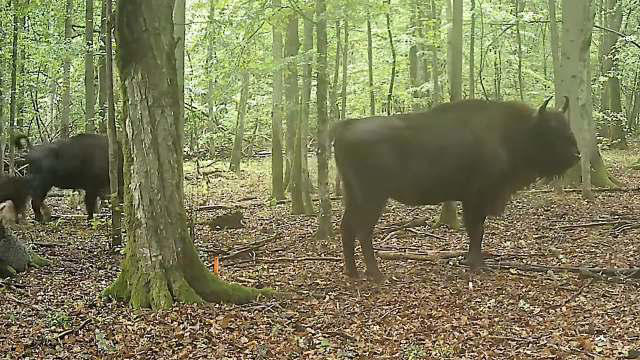Camera traps catch wolves attacking European bison for the first time ...
