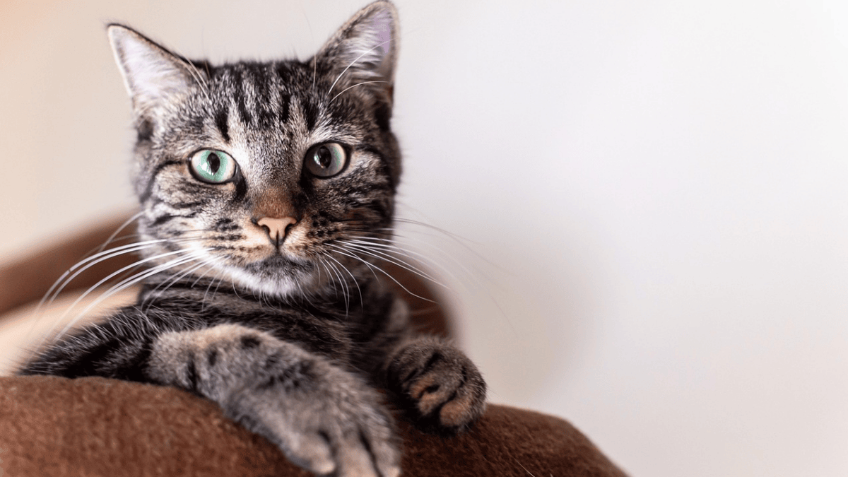 What your cat truly feels the exact moment you leave them alone