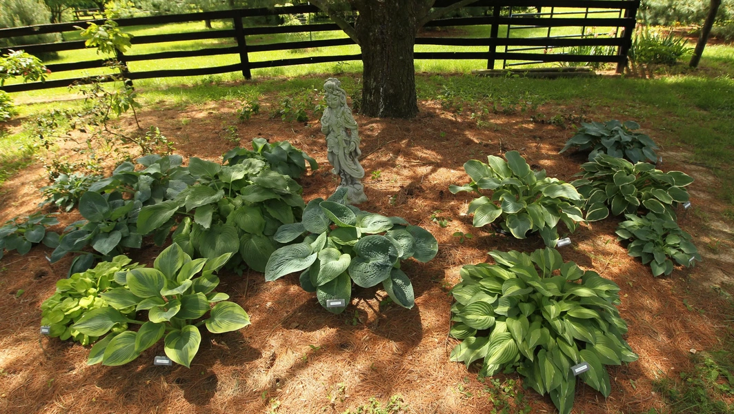 Optimal growing conditions for healthy hostas