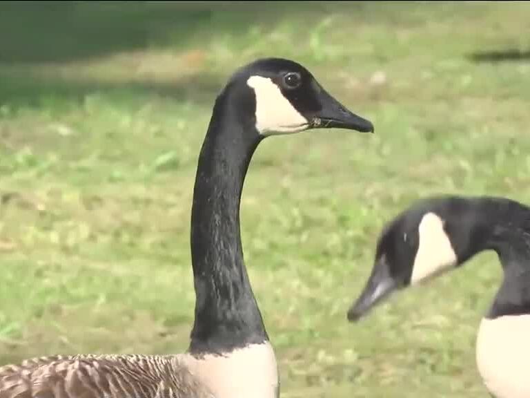 New judge takes over Madison HOA geese case