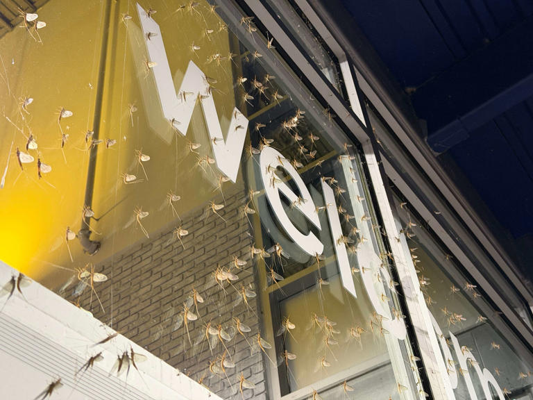 Mayfly swarms are back in Northeast Ohio: Why that’s good news for Lake ...