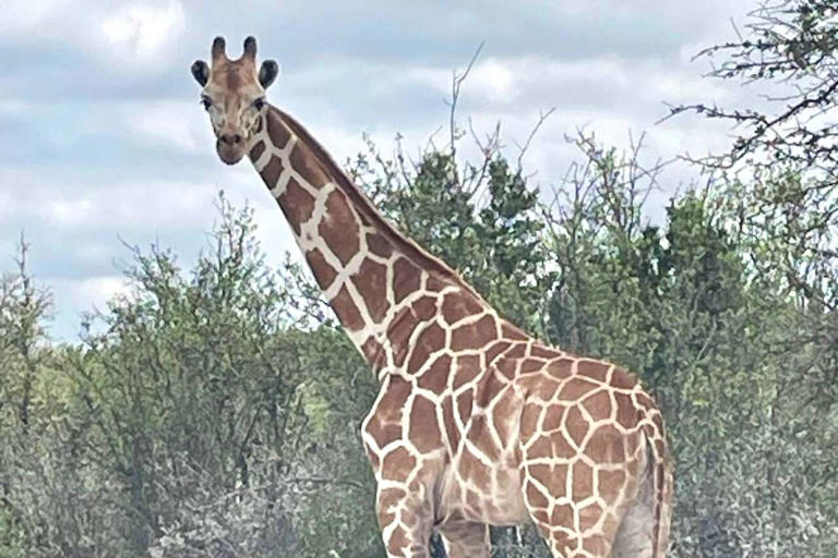A giraffe is loose in Texas, and there's a $5,000 reward to find her