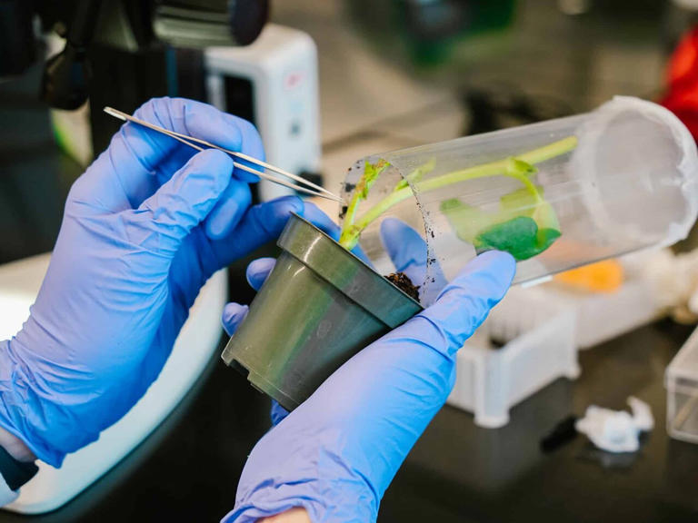 Chloroplast study reveals molecular lock that helps power life on Earth
