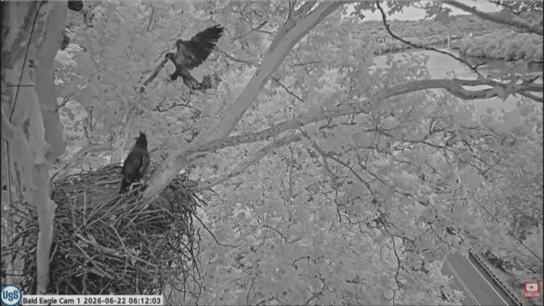 Camera captures moment young eagle fledges from US Steel nest in West ...