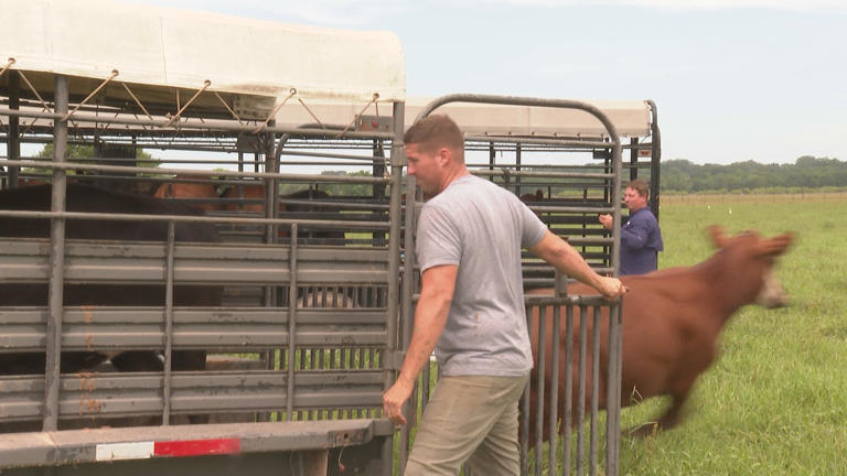 Flooding forces Cottonport farmer to move cattle, assess crawfish ponds