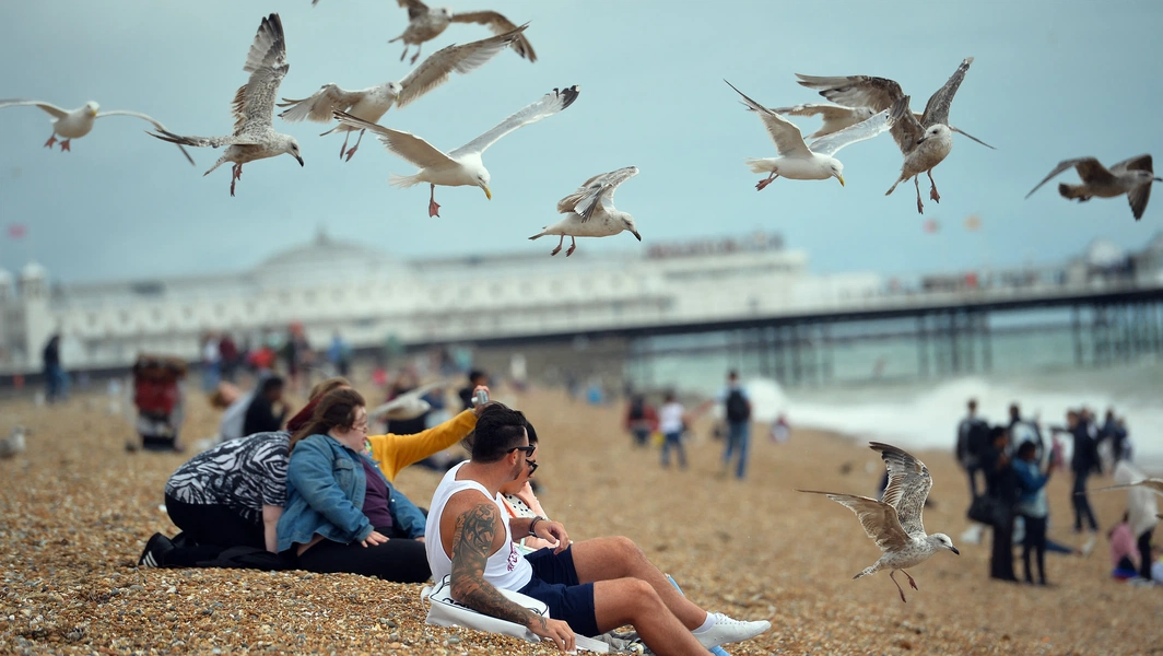 Norwich pub faces backlash over seagull no-refund policy