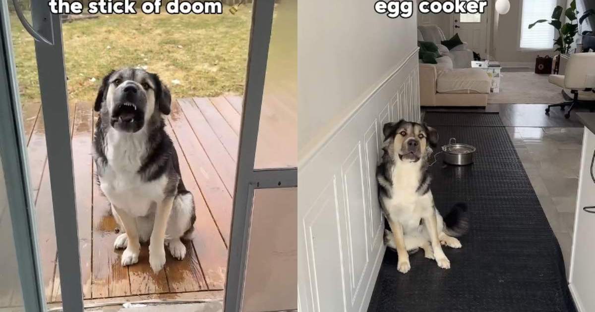 Dog has a valid reason for being afraid of household objects