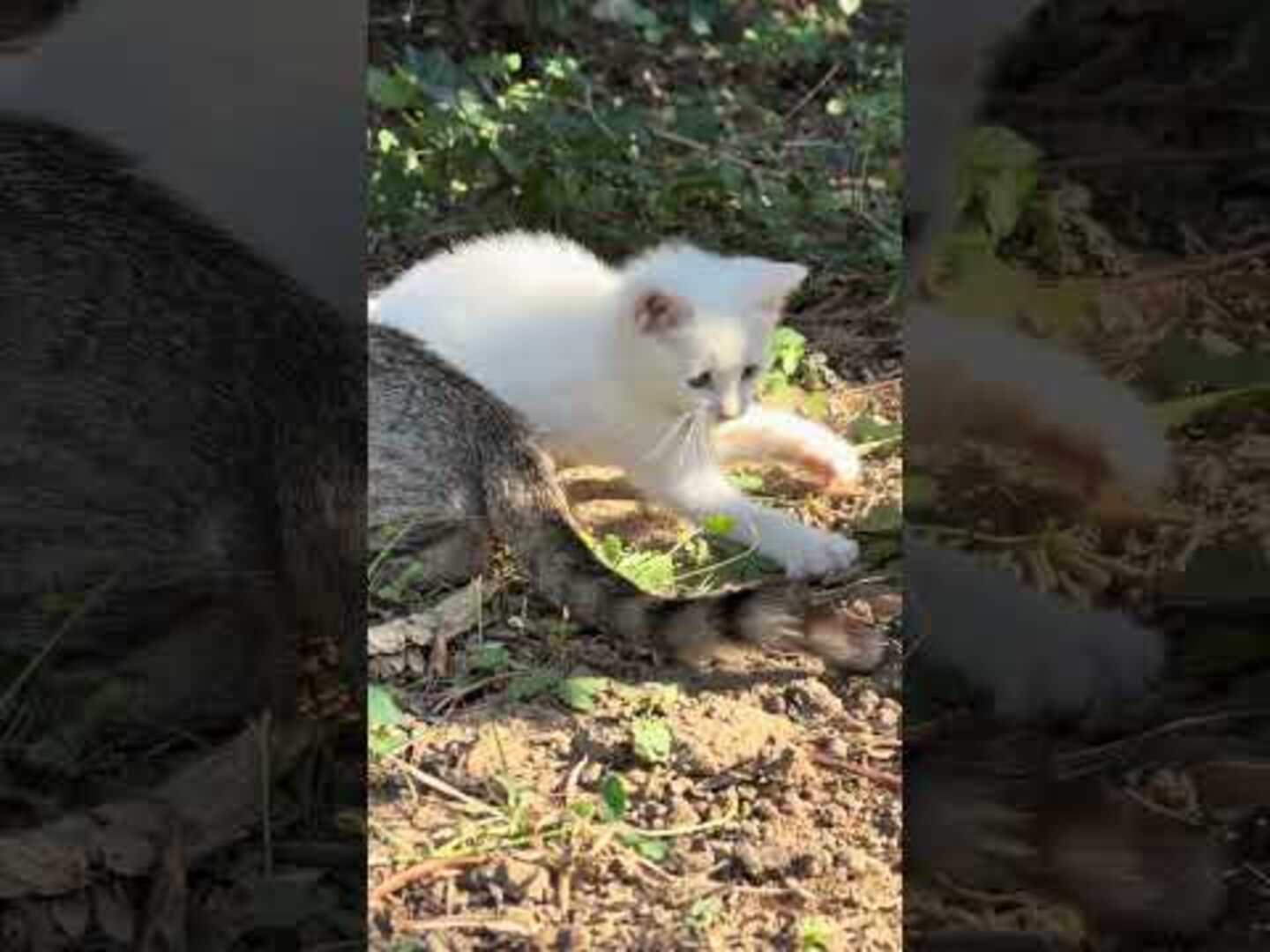Kitten plays with another cat's tail