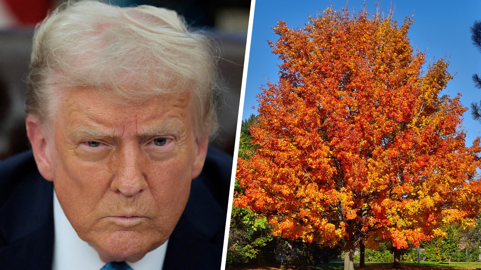 New bombshell book reveals Trump was fixated on buying maple trees at ...