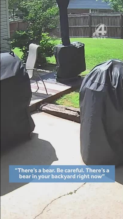 Bear sighted in Greenville County neighborhood backyard