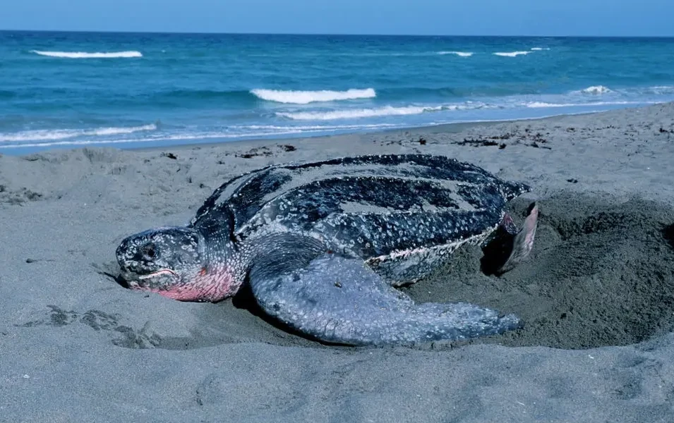 New underwater finds coincide with turtle nesting record