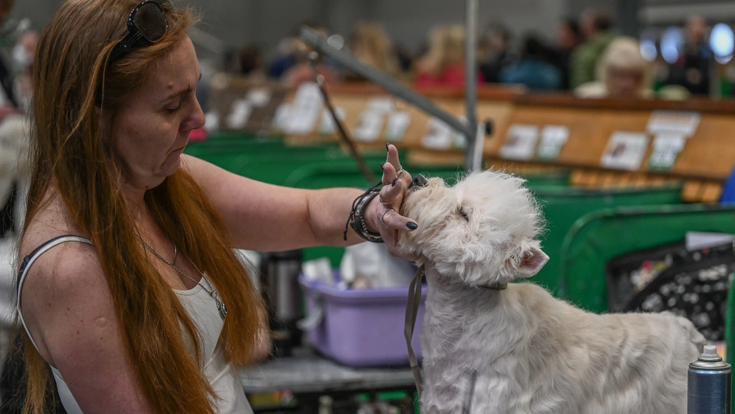 12 beloved white dog breeds