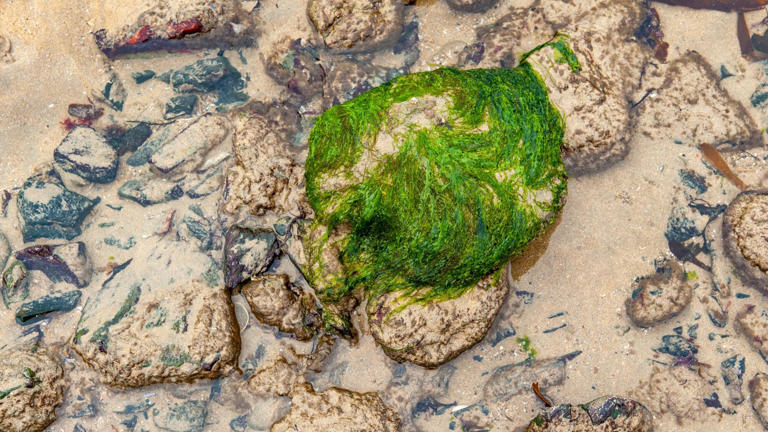 Stone chests buried under Mexico City held 4,000 sea creatures and 80 ...
