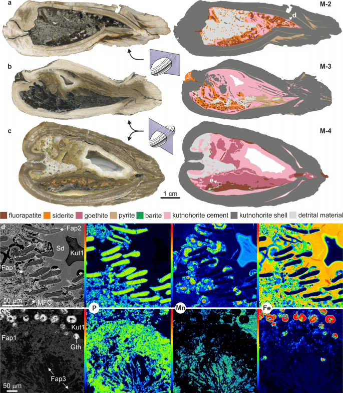 Scientists discover 125-million-year-old pregnant fossil packed with ...
